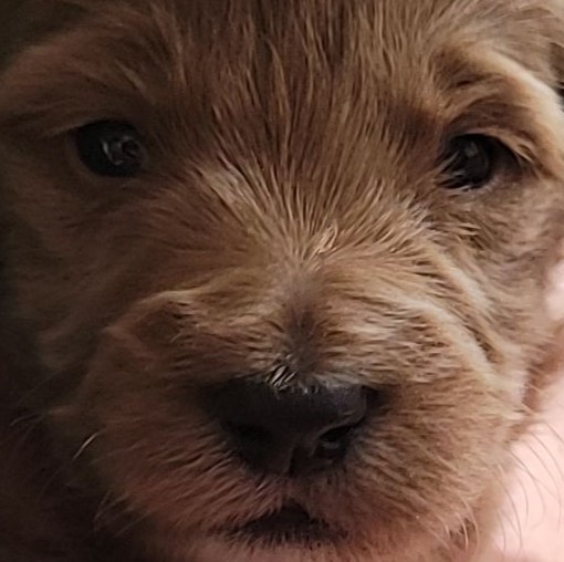 About - S Paws Dog Walking and Pet Sitting Services